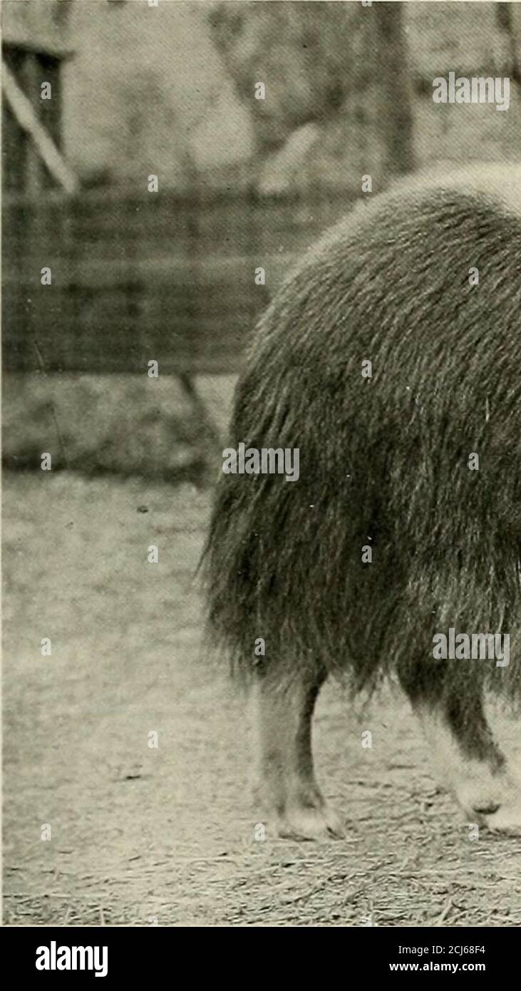 . Zoological Society bulletin . nd coast at least to the longitude of ...