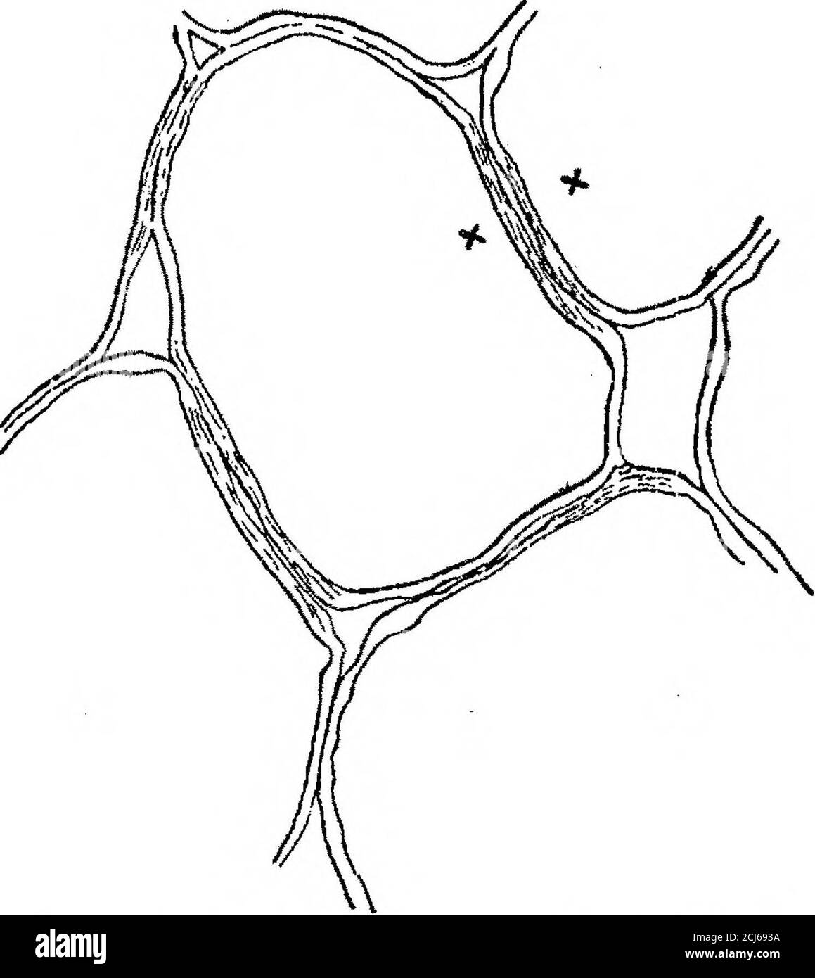 Season immersion Cut Out Stock Images & Pictures - Alamy