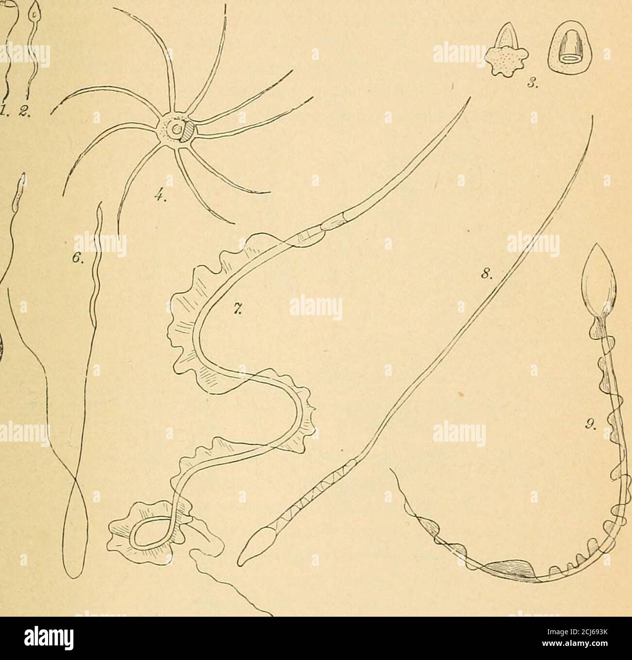 The polar cell hi-res stock photography and images - Alamy