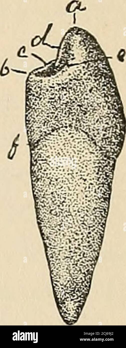 Transverse Ridges Teeth