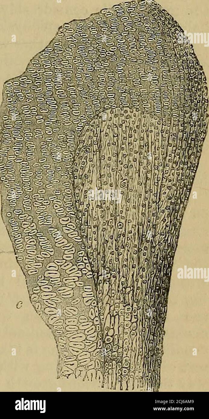 . Quain's elements of anatomy . blastic tissue, now seems to lie in a ...