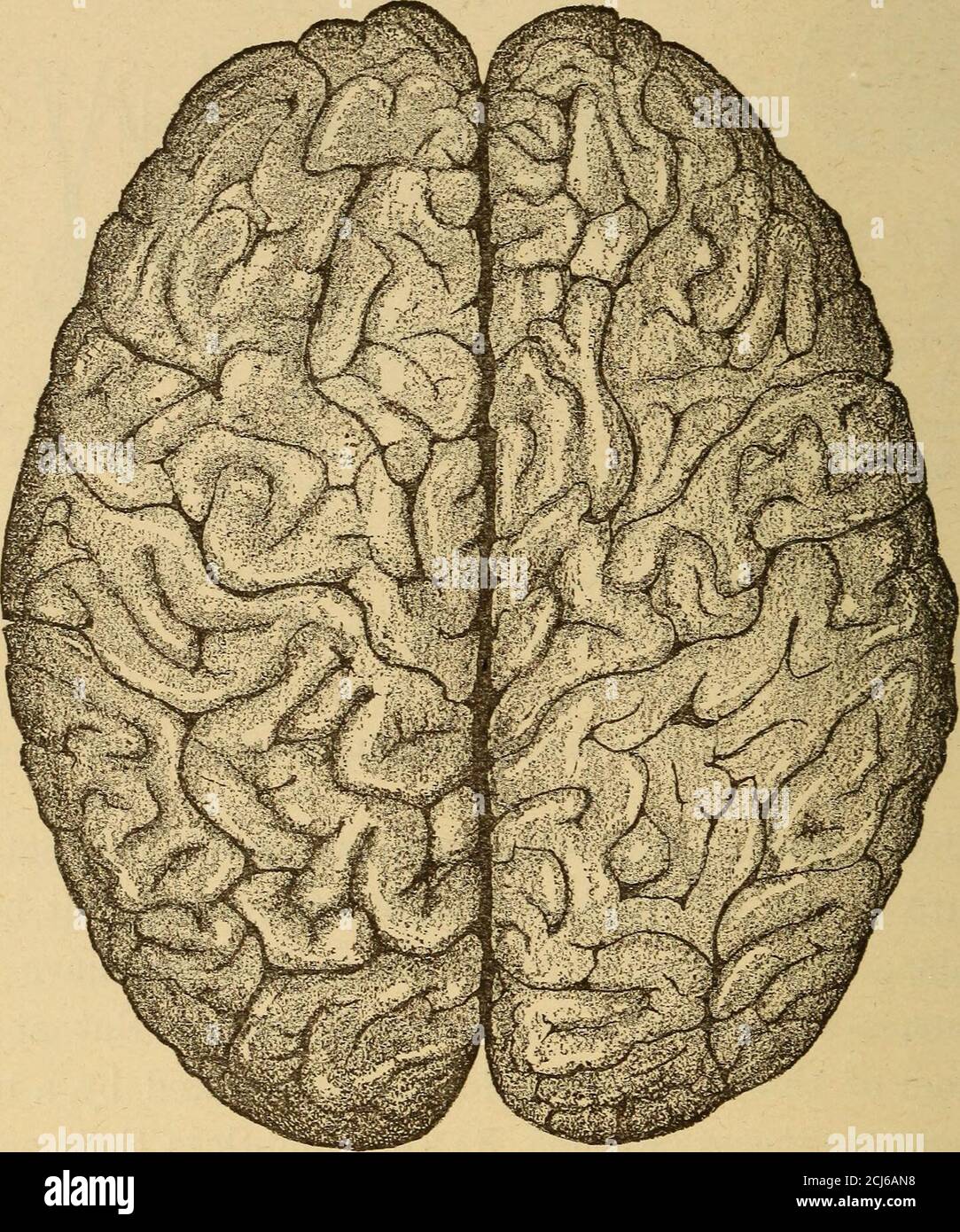 Healthy Brain Tissue