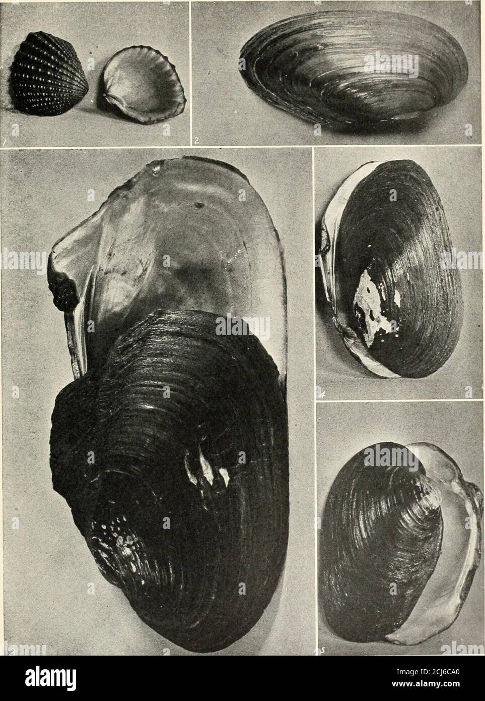 Clam hooks hi-res stock photography and images - Alamy