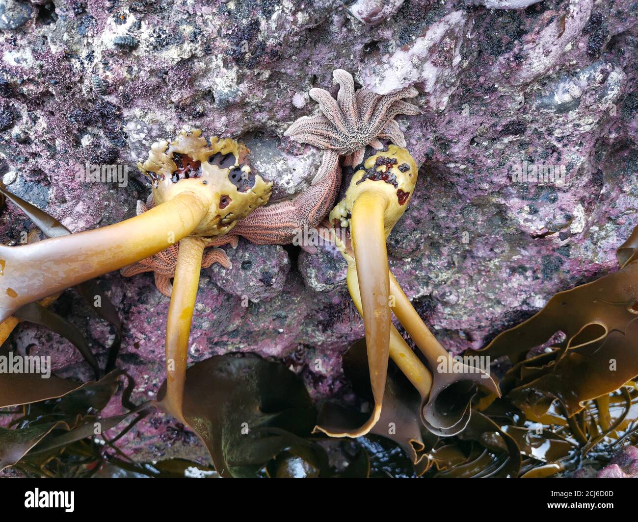 Seaweed attached to the rock formation exposed by king low tide Stock ...