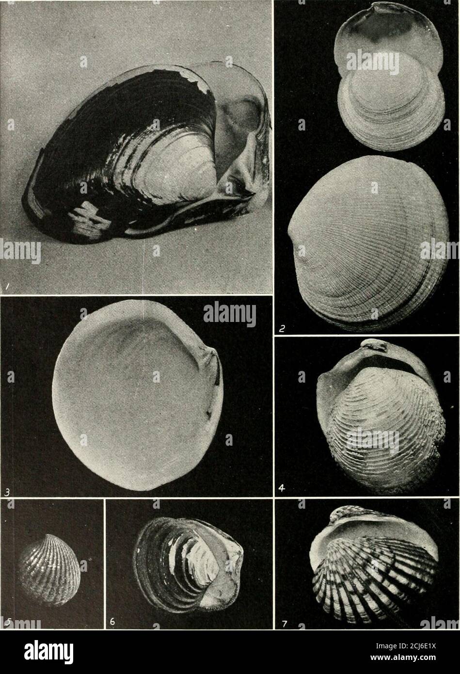Laticostata hi-res stock photography and images - Alamy