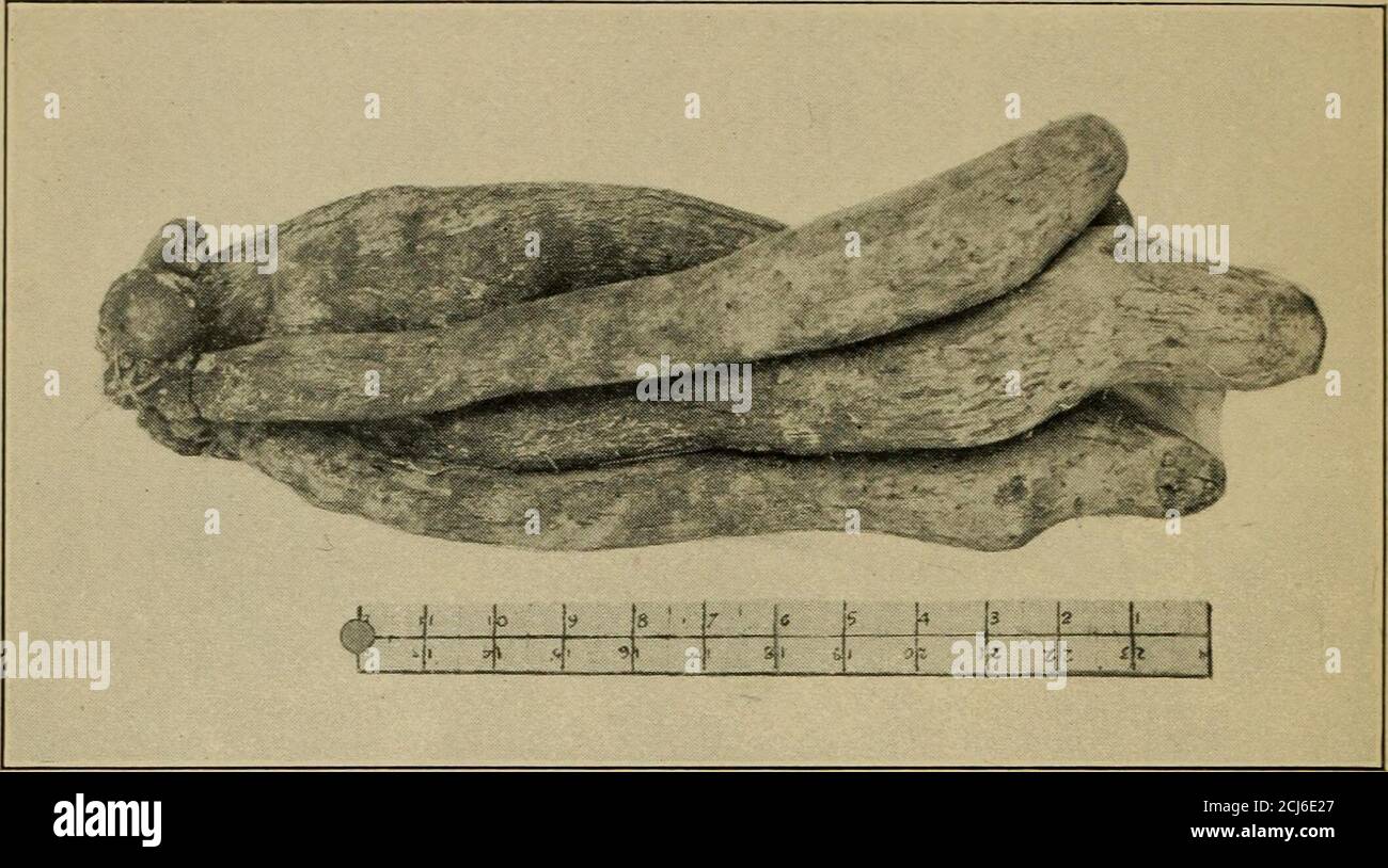 I yam what i yam hi-res stock photography and images - Alamy