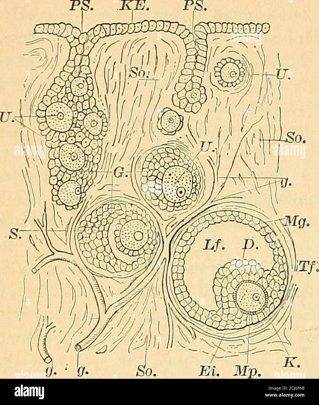 . A text-book of comparative physiology for students and practitioners ...
