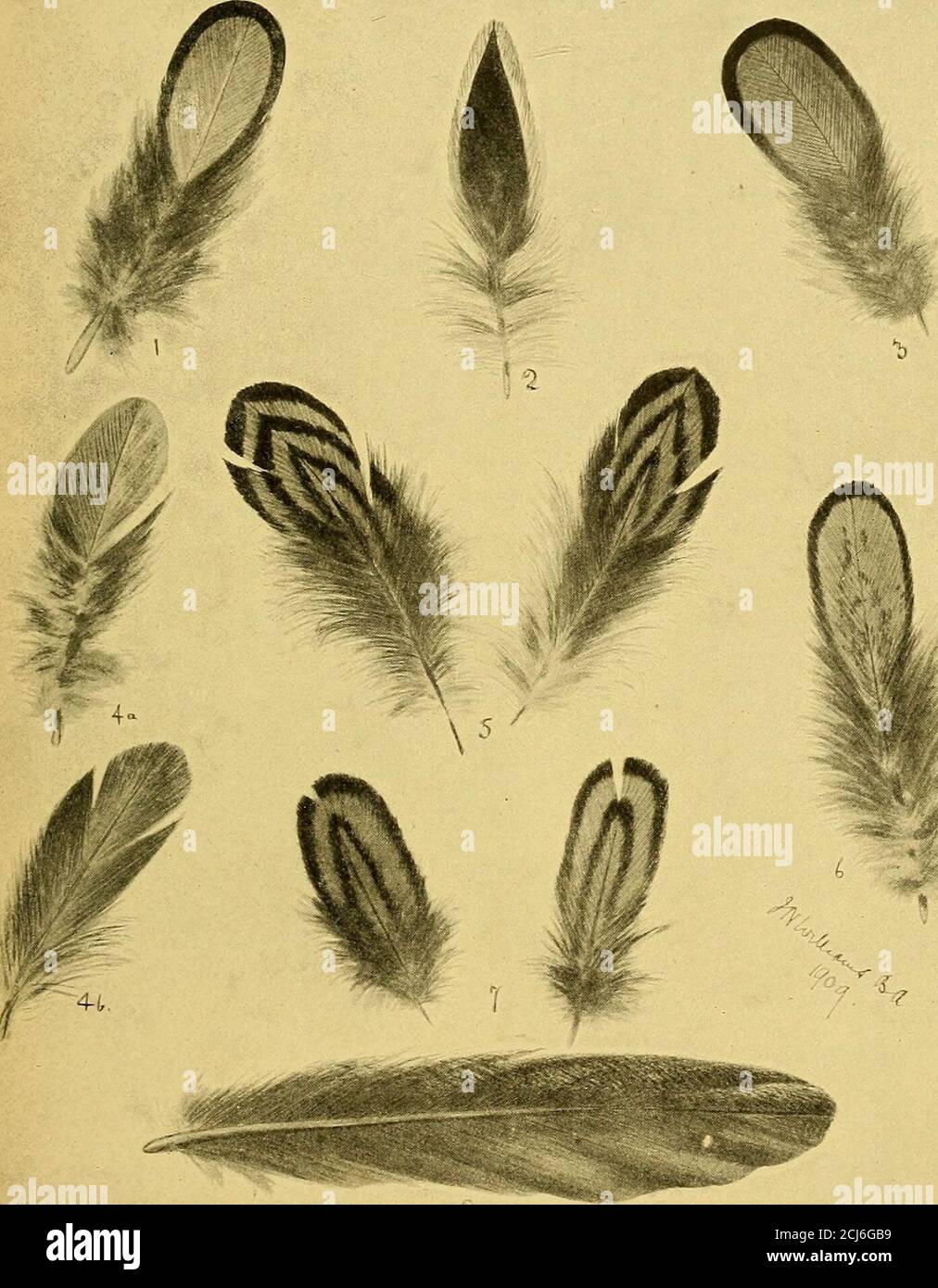 . The poultry manual. A complete guide for the breeder and exhibitor ...