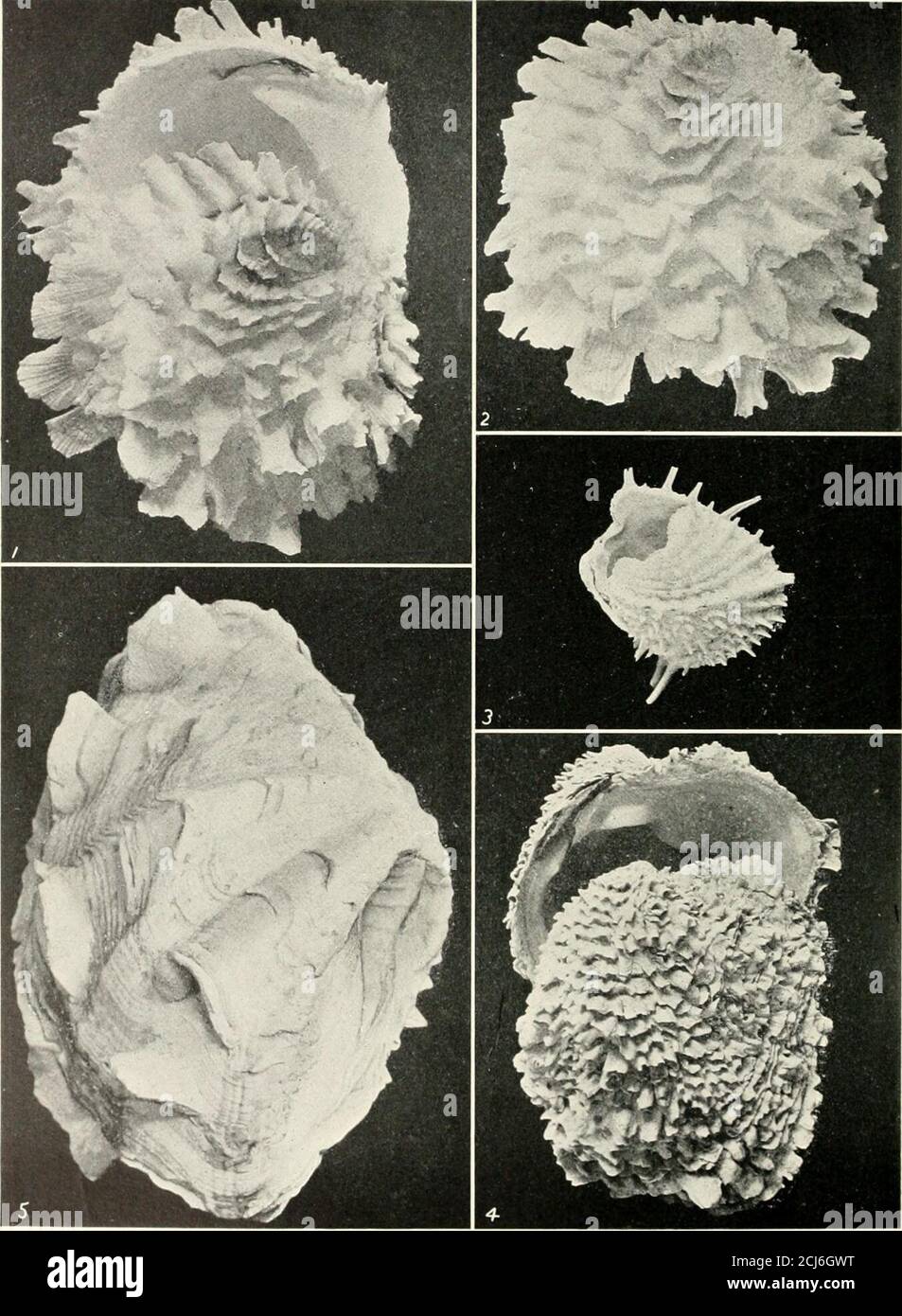 . The shell book . COCKLES 1 Edible Cockle. Cardium edule. 3 Great ...