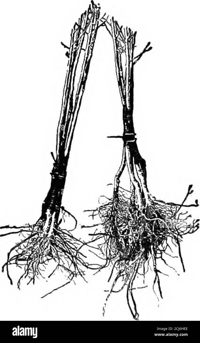 Hand grafted plants hi-res stock photography and images - Alamy