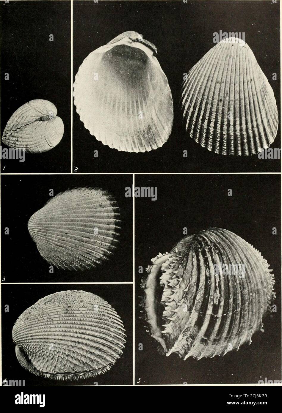 Small shell fossils hi-res stock photography and images - Alamy