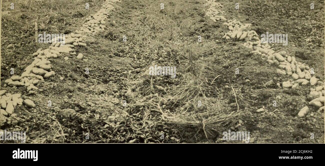 . Yam culture in Porto Rico . Fig. I.—Ridges 6 Feet Apart. Plants I to ...