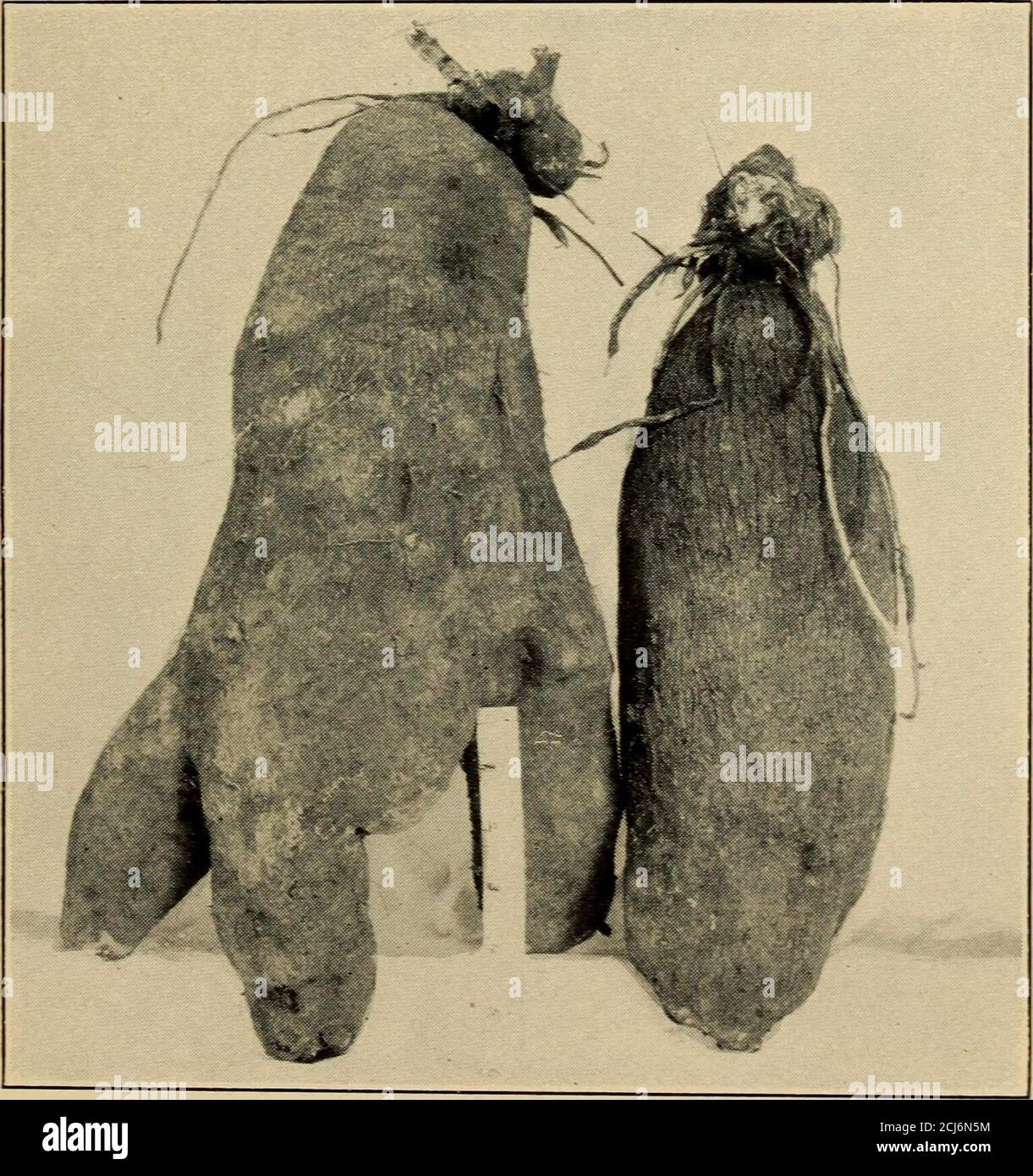 . Yam culture in Porto Rico . Fig. I.—Variety Test of Yams, Ridge ...