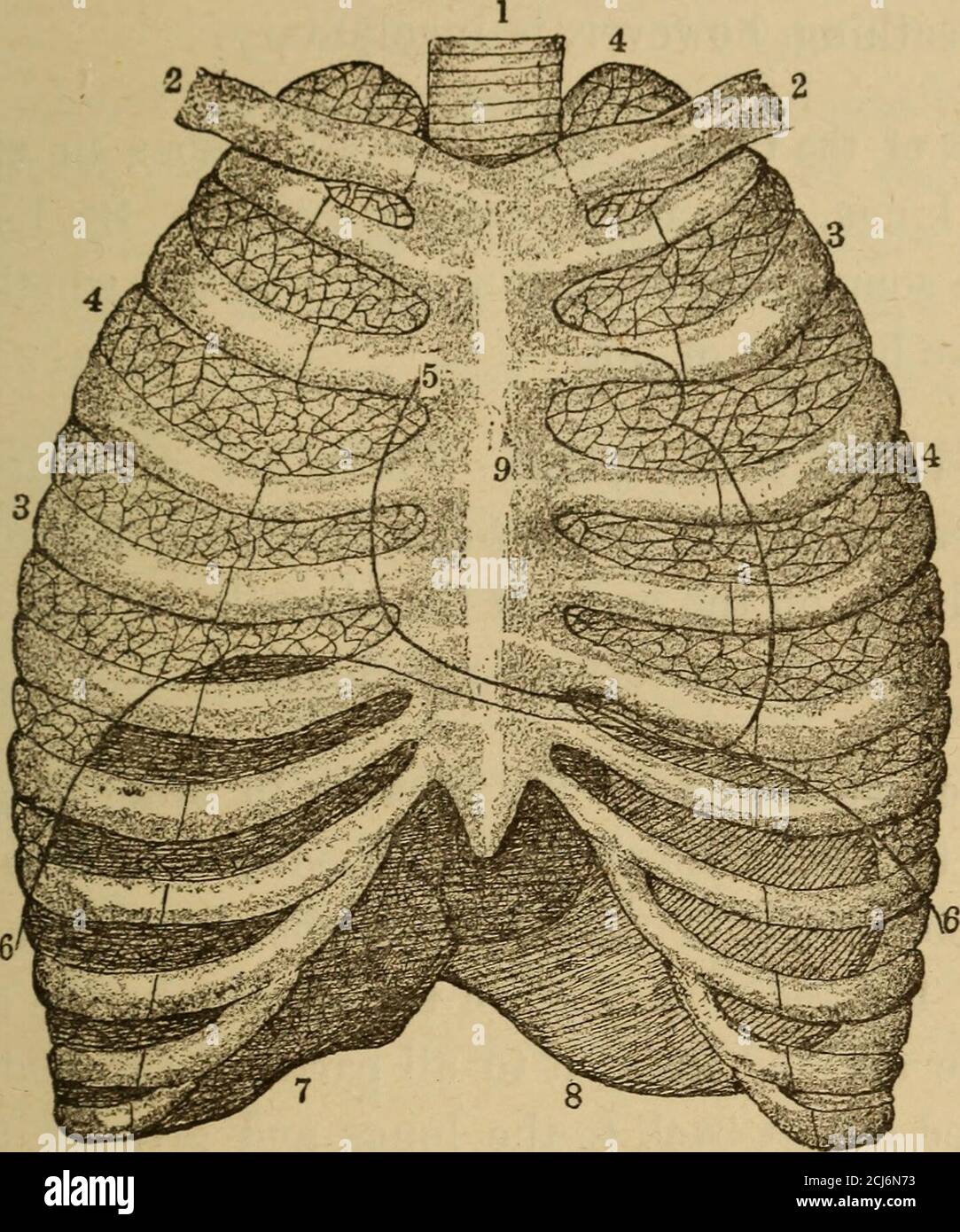Inspiration expiration lungs hi-res stock photography and images - Alamy