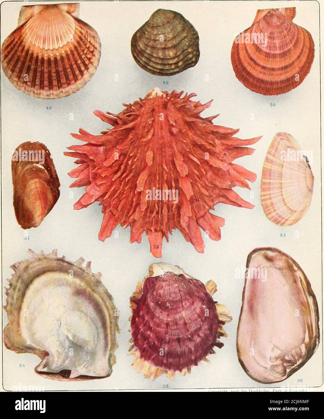 Interlocking shells hi-res stock photography and images - Alamy