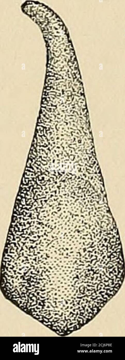 . Descriptive anatomy of the human teeth . Fig;. 22. Fig. 23. Fig. 24 ...