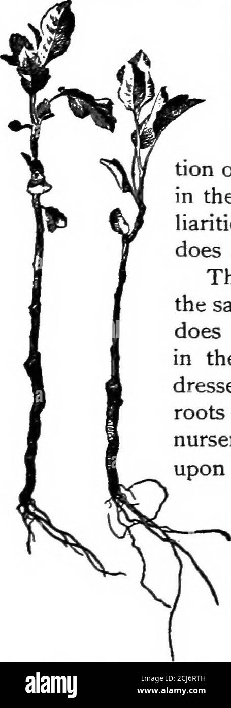 Weak roots Cut Out Stock Images & Pictures - Alamy