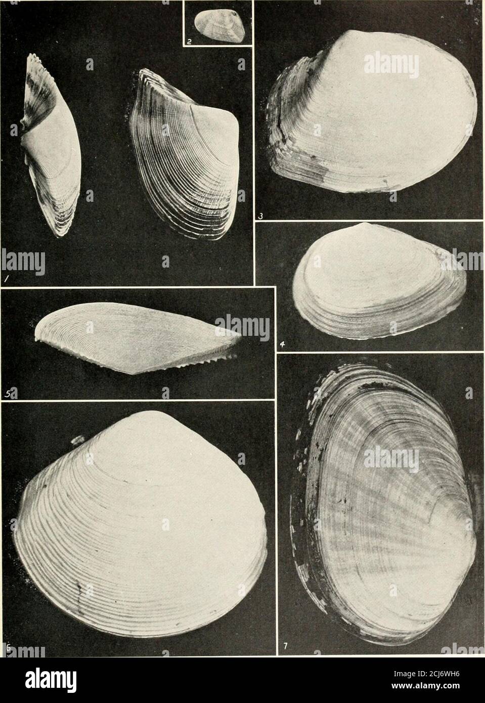 Two wrinkled bands hi-res stock photography and images - Alamy
