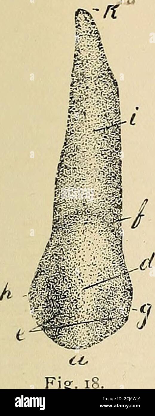. Descriptive anatomy of the human teeth . e root is almost straight ...