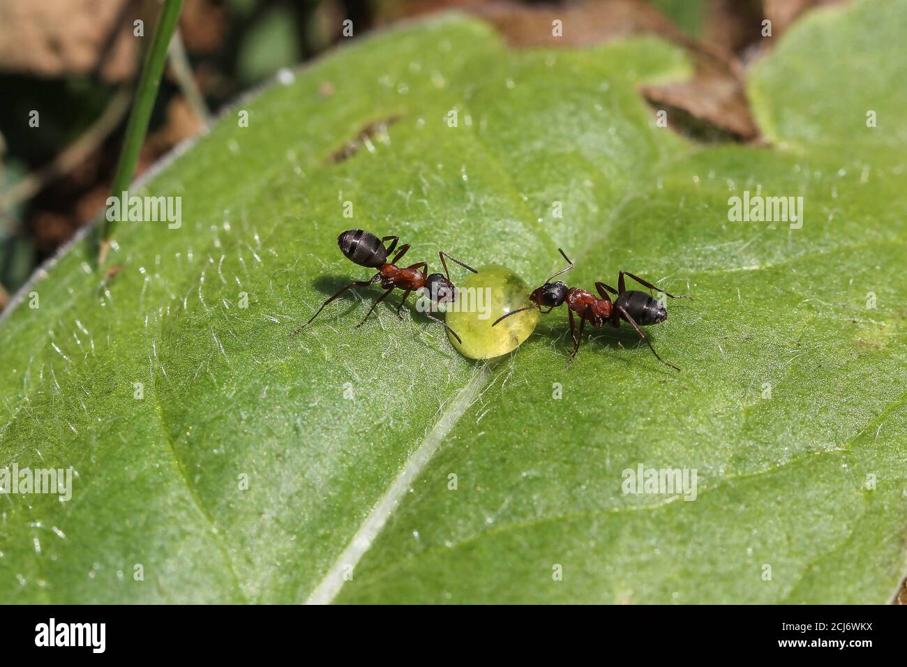 Two ants carrying an insect hi-res stock photography and images - Alamy