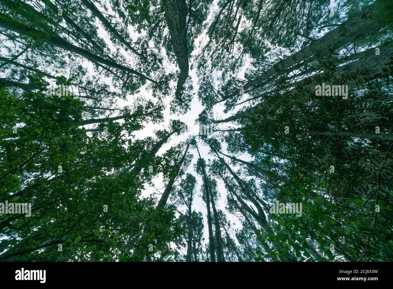 Reaching skyward hi-res stock photography and images - Alamy