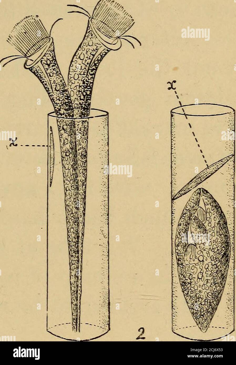 Thuricola hi-res stock photography and images - Alamy