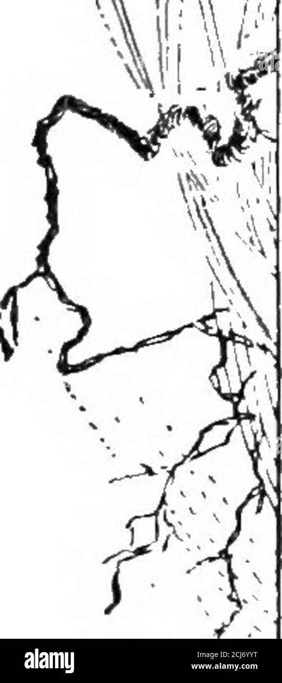 Starving creatures hi-res stock photography and images - Alamy