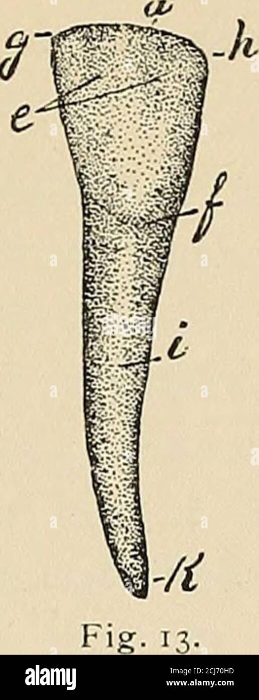 . Descriptive anatomy of the human teeth . , Fig. 12 Stock Photo - Alamy