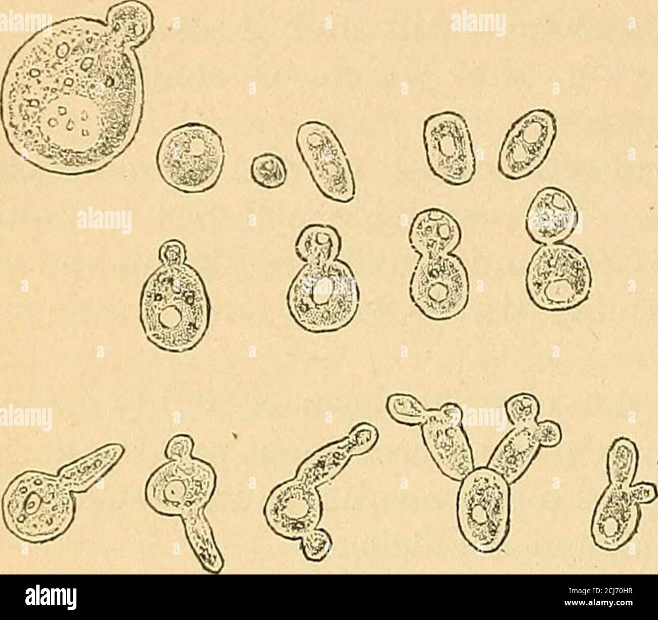. A text-book of comparative physiology for students and practitioners ...