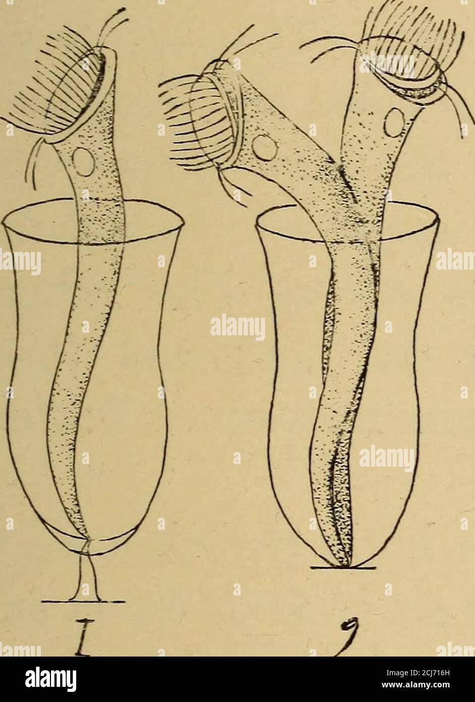 Bell animalcule hi-res stock photography and images - Alamy