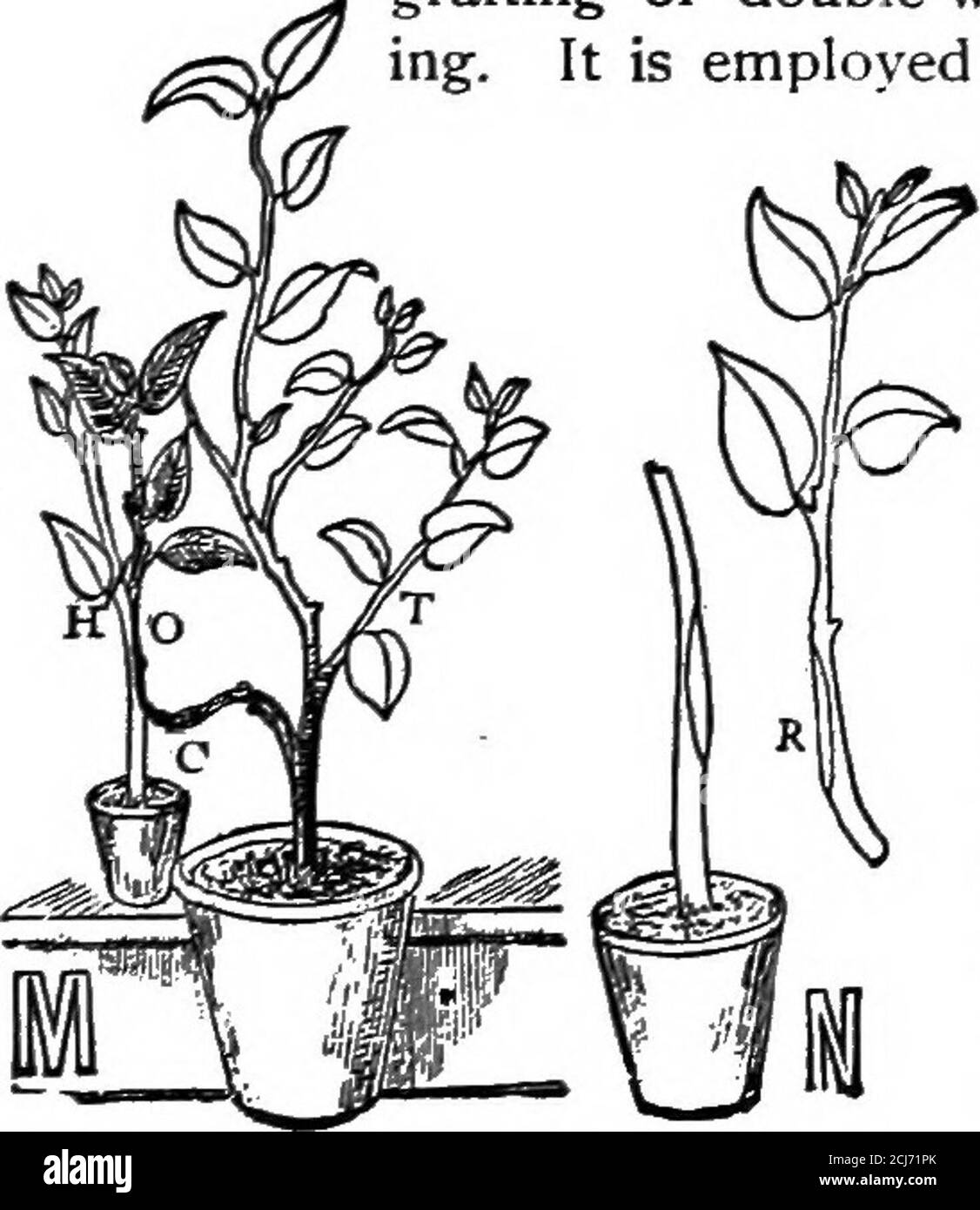 Inarching hi-res stock photography and images - Alamy