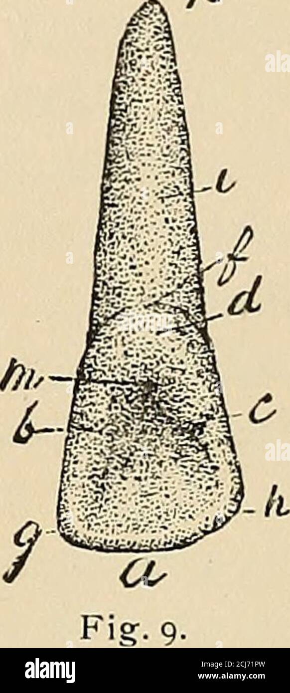 . Descriptive anatomy of the human teeth . r-A. Fig. 6* (Par. 24 ...