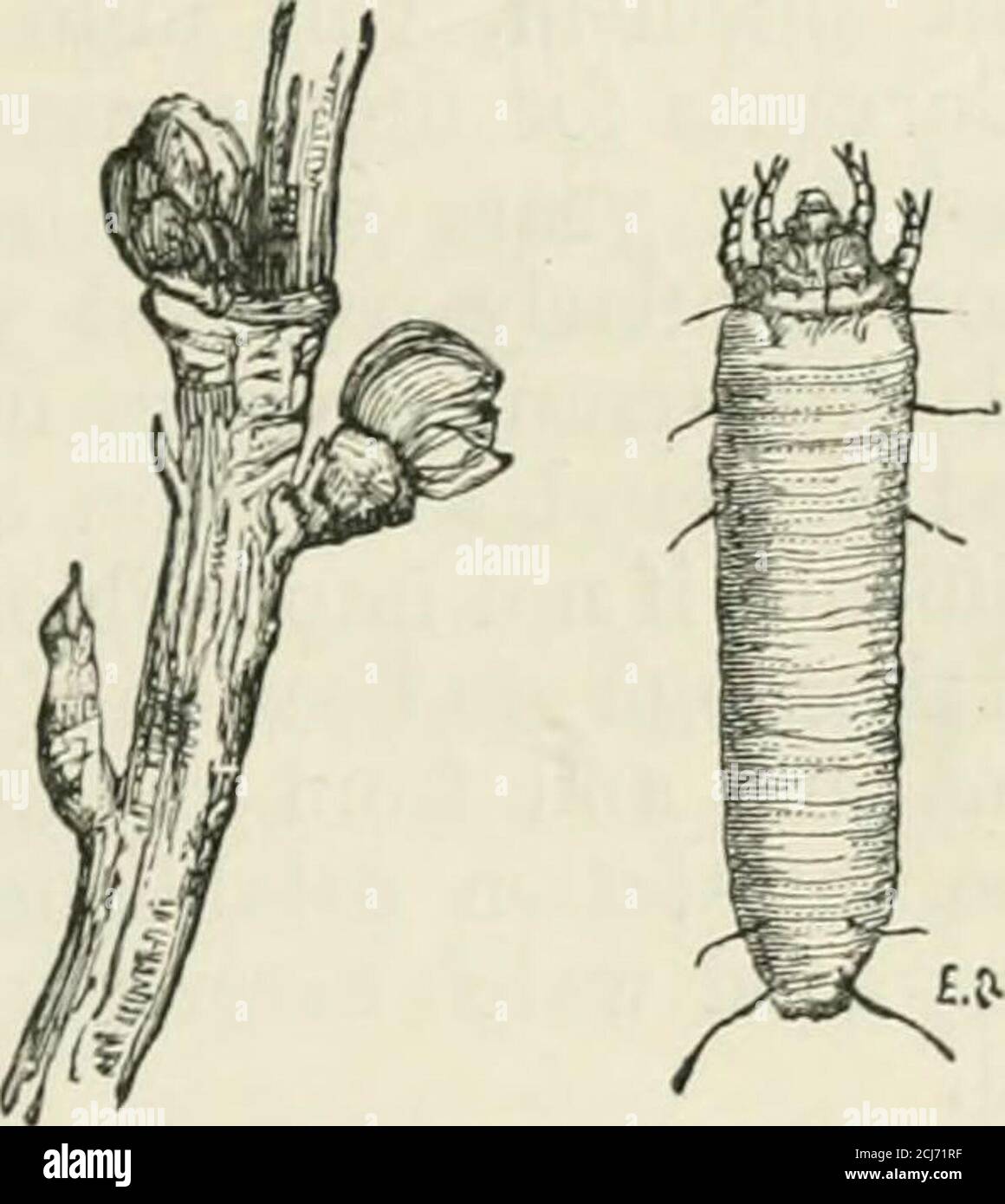 Gall Nut High Resolution Stock Photography and Images - Alamy