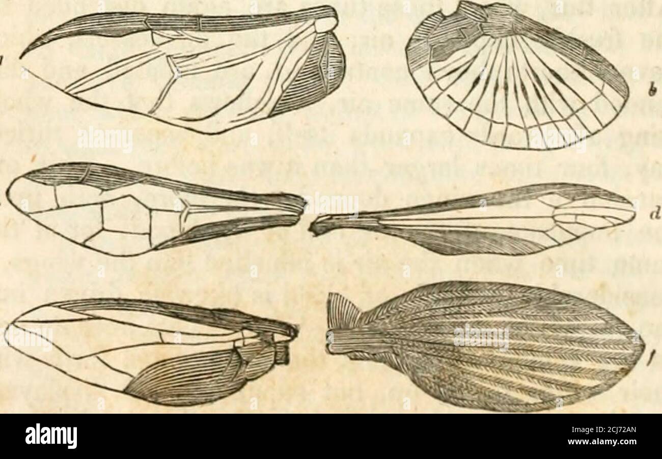 Cells Transformations