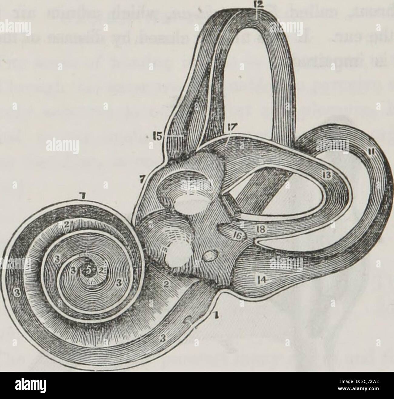 . First book on anatomy, physiology, and hygiene : for grammar schools ...