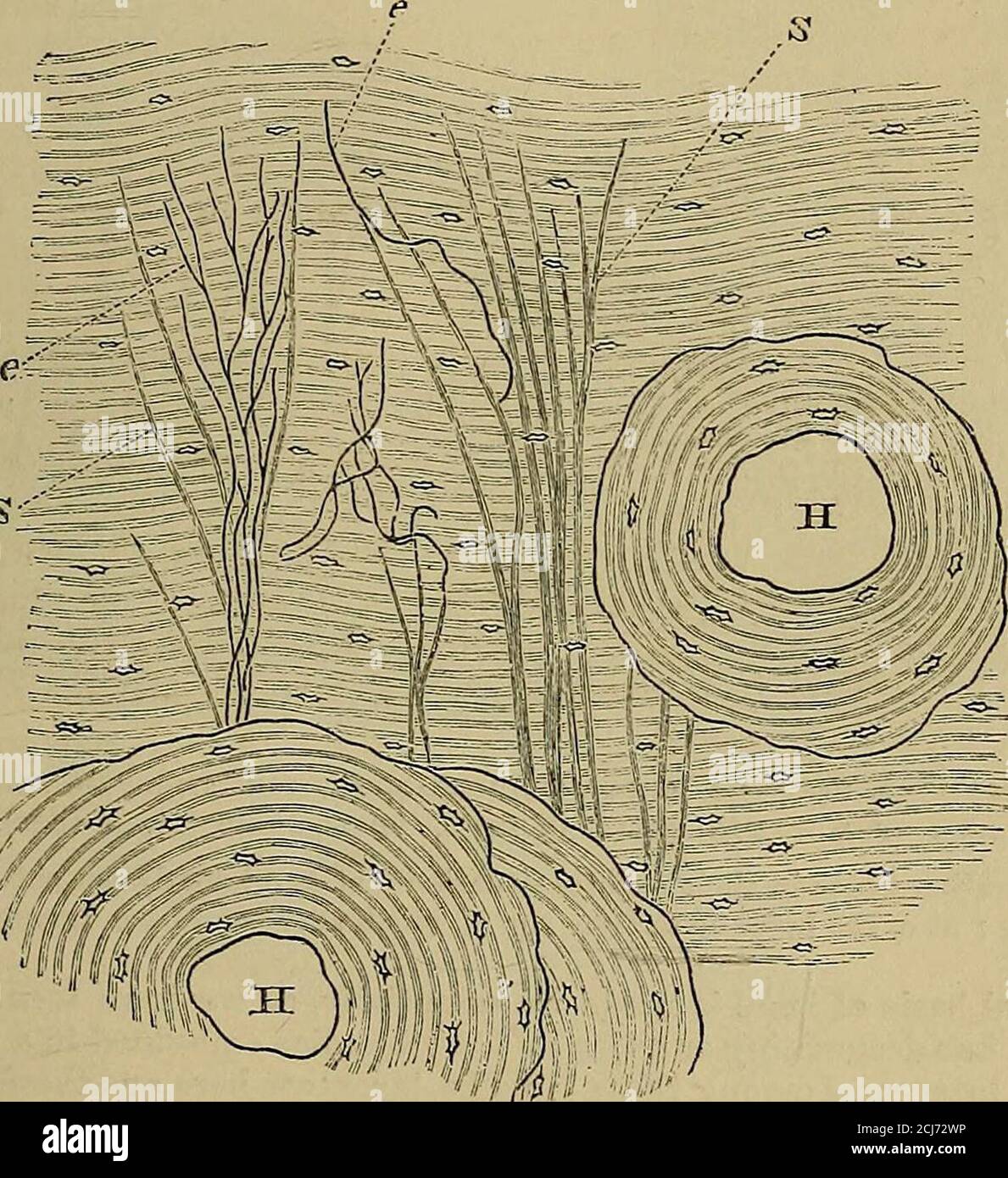 . Quain's elements of anatomy . ell-e torn off from a decalcified human ...