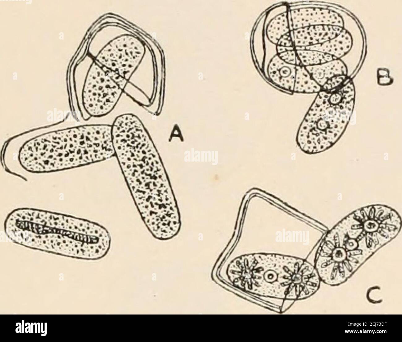 Green algae chlorophyceae hi-res stock photography and images - Alamy