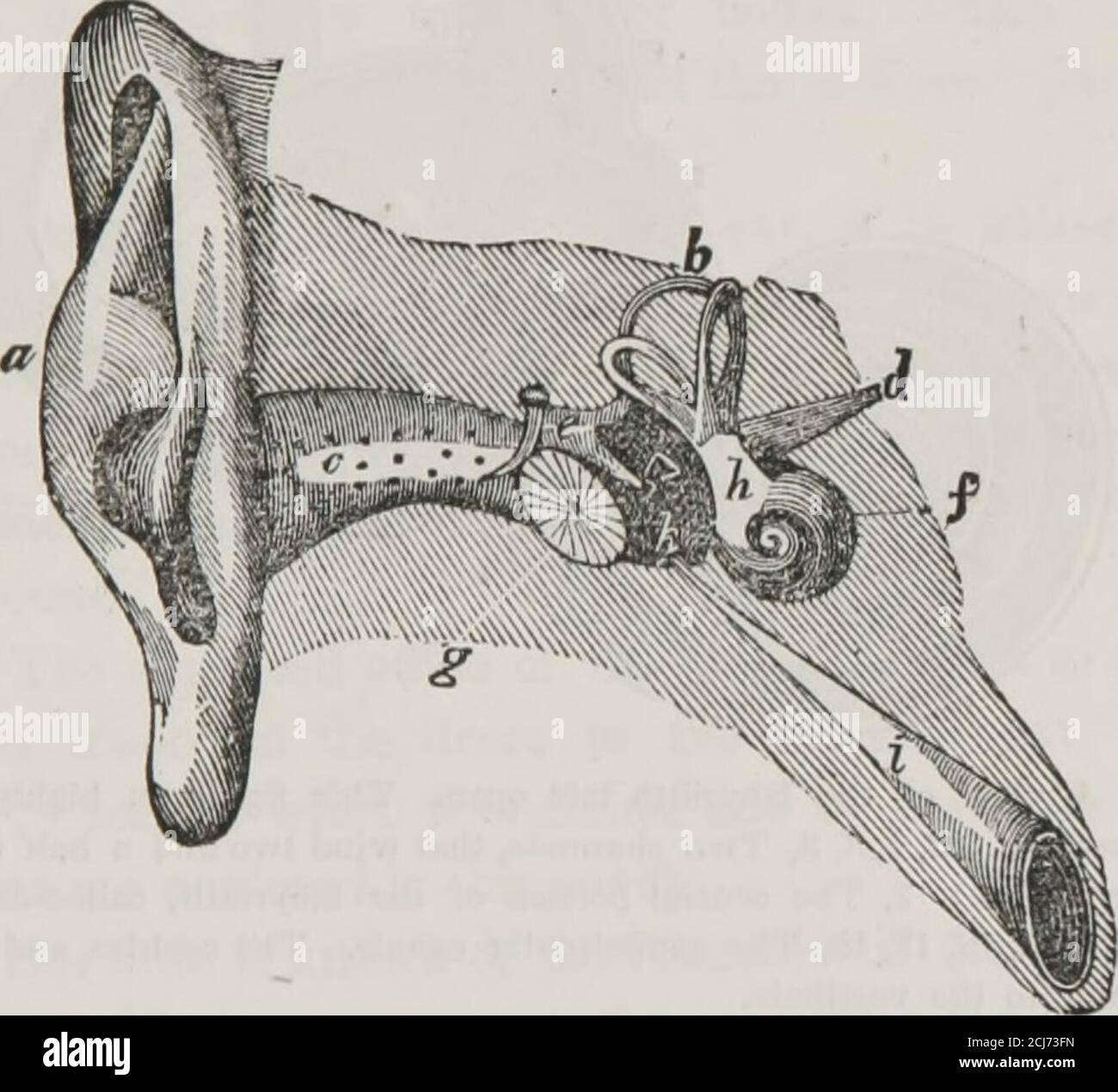 Ear wax anatomy hi-res stock photography and images - Alamy
