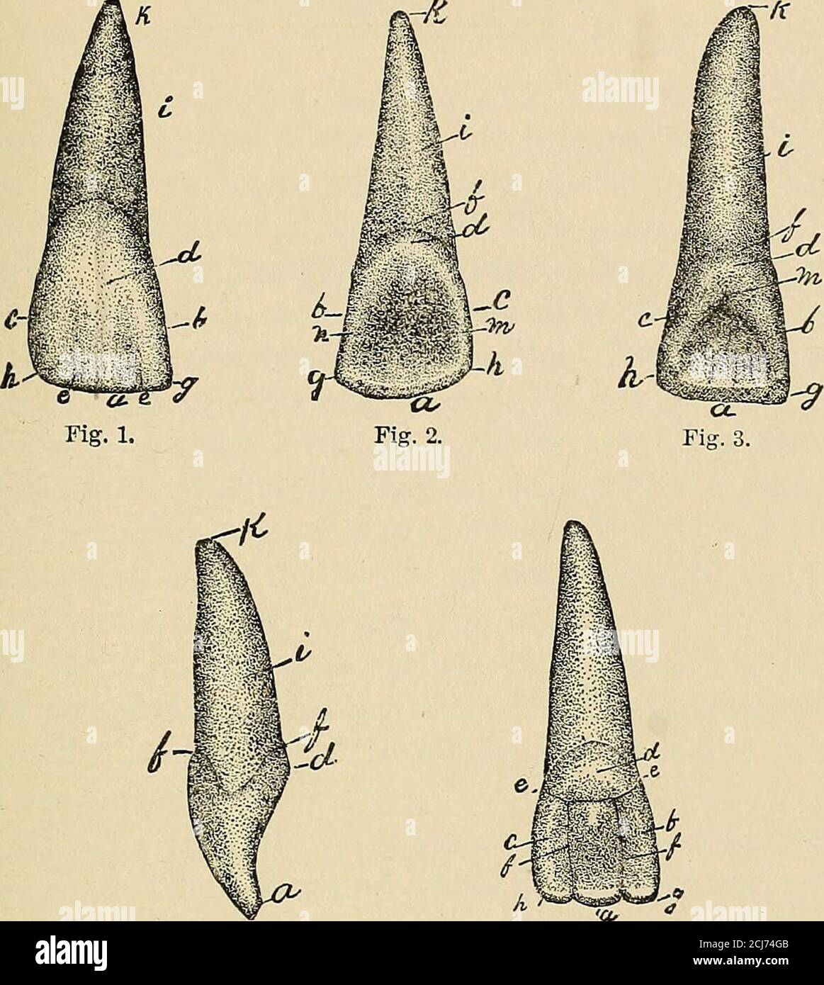 . Descriptive anatomy of the human teeth . ncave. The crown is also ...