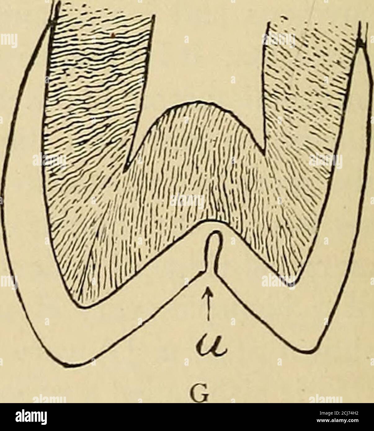. Descriptive anatomy of the human teeth . In their relation to the ...