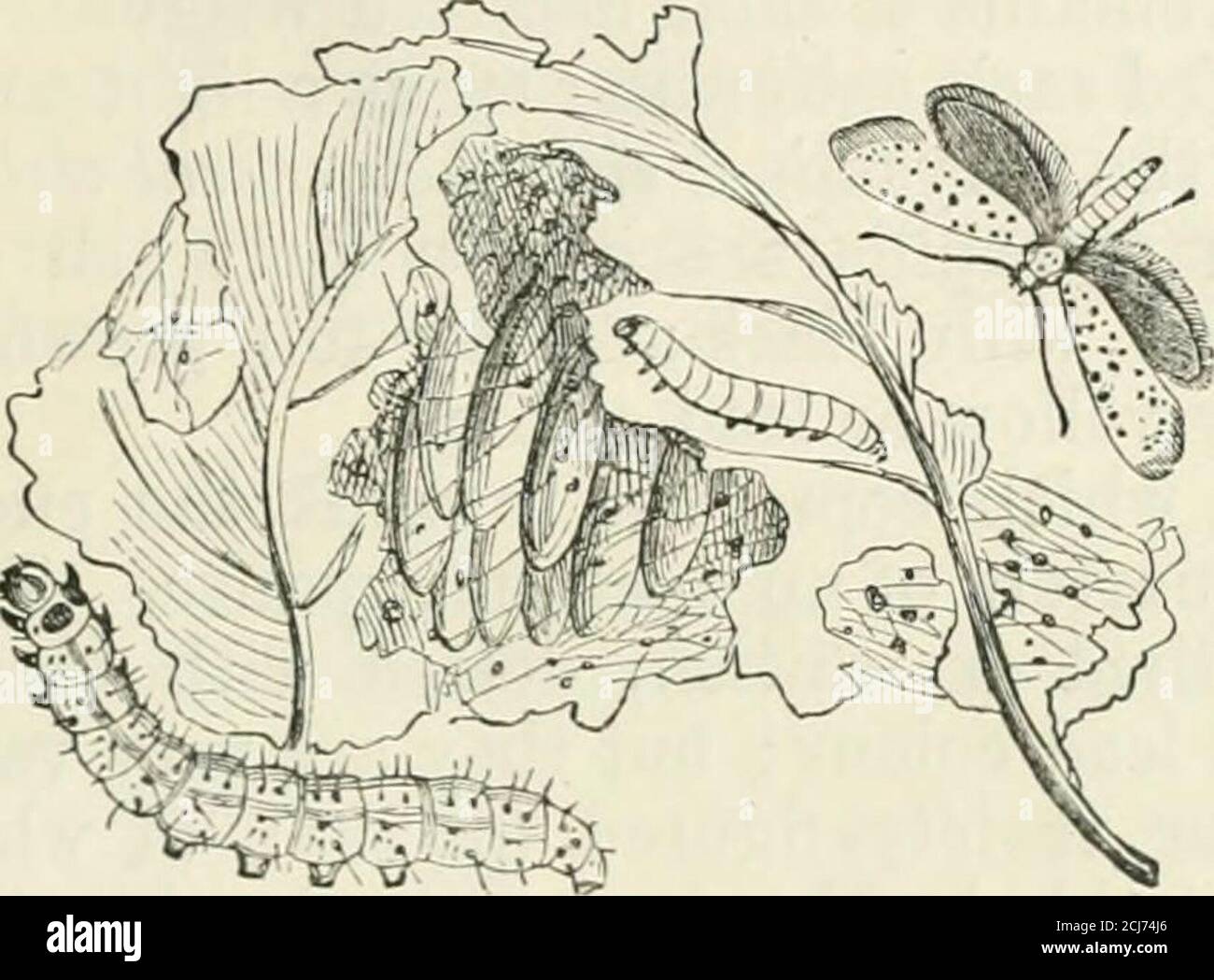 Bird prevention methods hi-res stock photography and images - Alamy