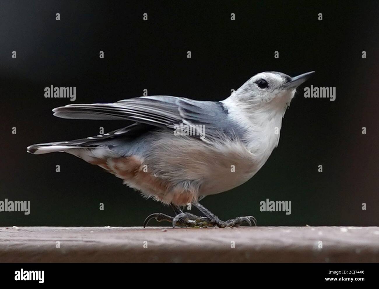 White breasted- Nuthatch ready to leave the perch Stock Photo - Alamy