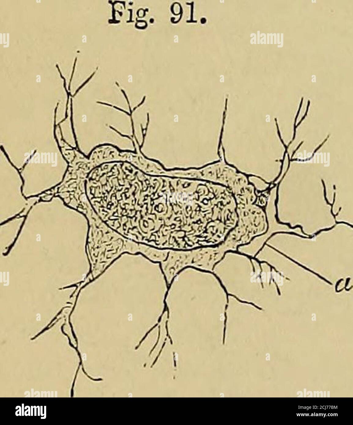 Fibres under microscope hi-res stock photography and images - Alamy