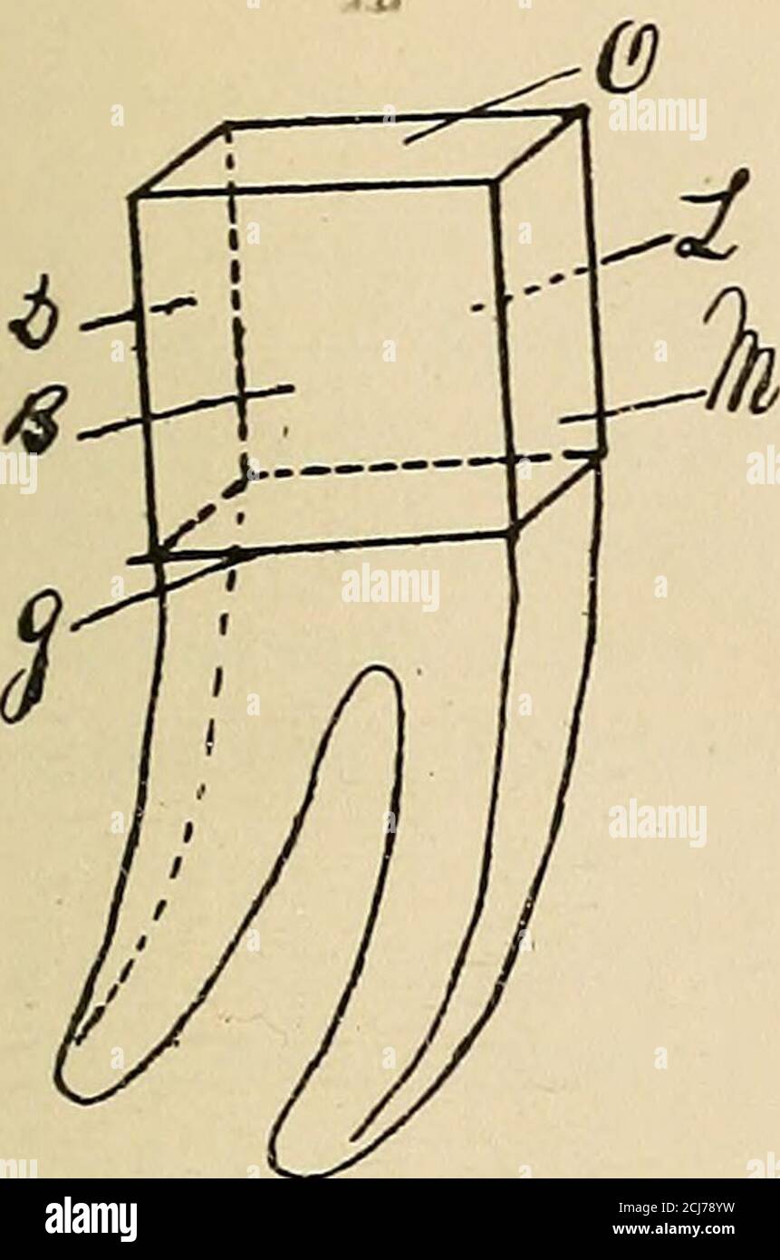Labial angles hi-res stock photography and images - Alamy