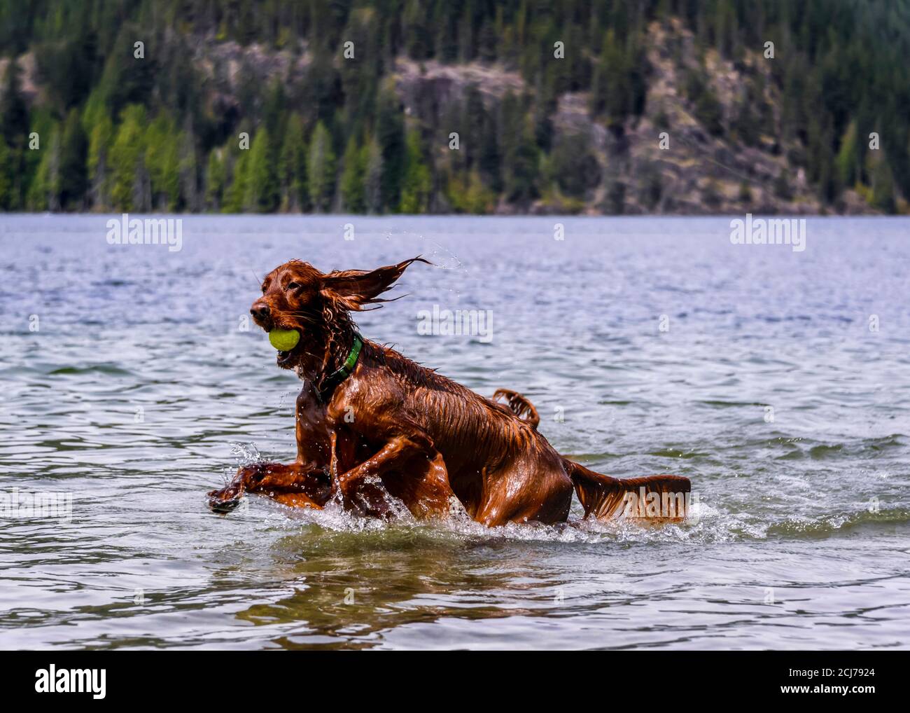 Adorable Irish setter playing in the water and enjoying the warm ...