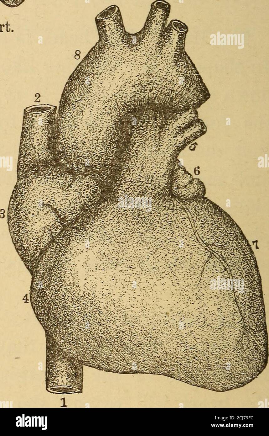 Heart pig anatomy hi-res stock photography and images - Alamy