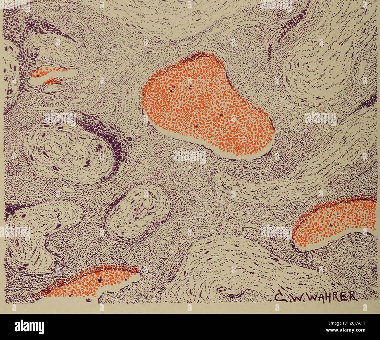 Spindle shaped cells hi-res stock photography and images - Alamy