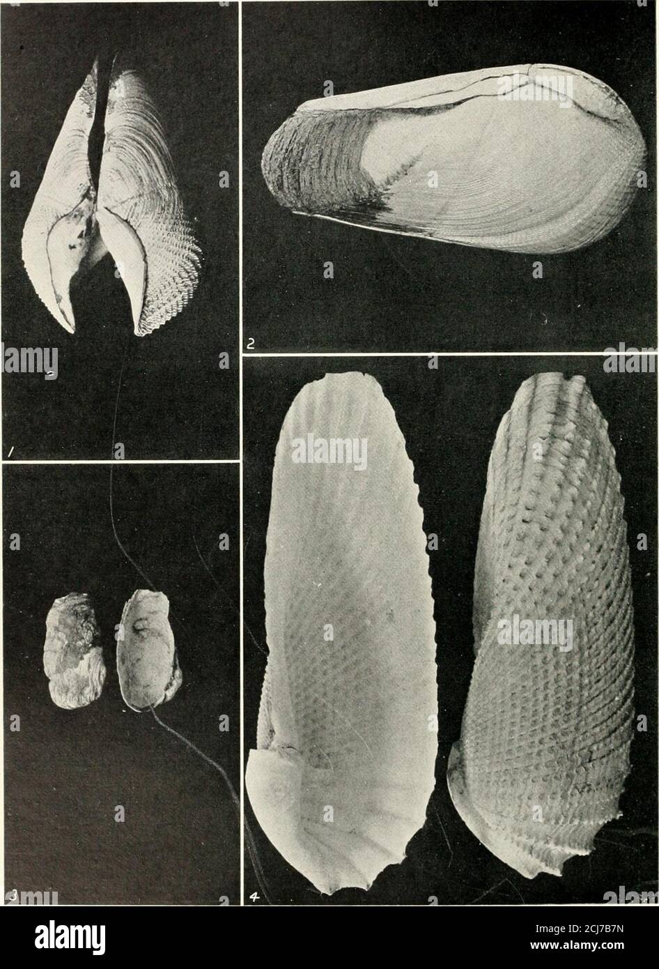 Teredo worm hi-res stock photography and images - Alamy