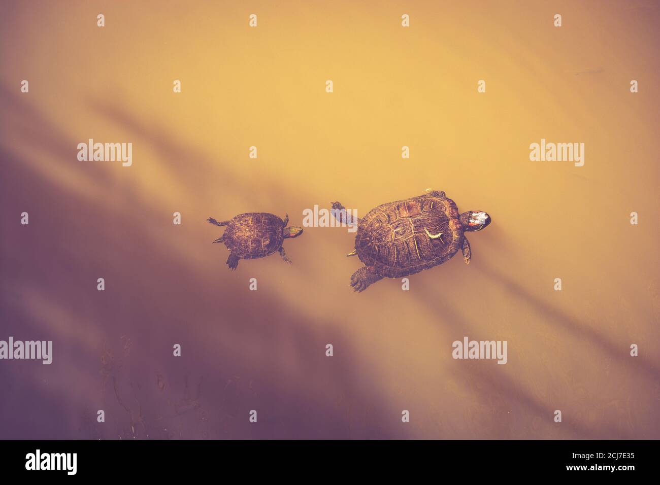 Turtle shell top view hi-res stock photography and images - Alamy