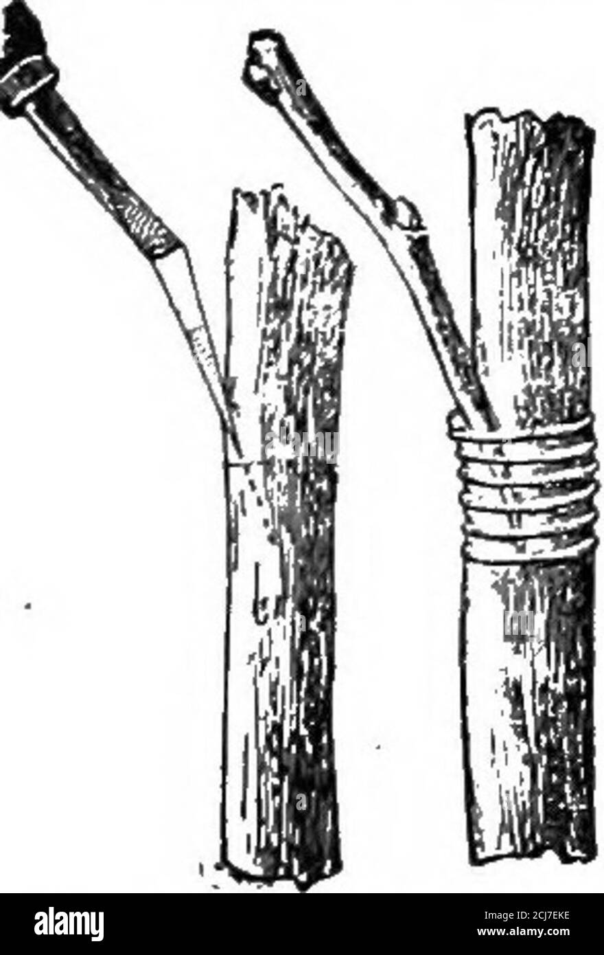 Graft Politics Example